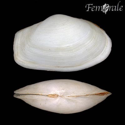 Paper Thracia (Bivalves of the United States Pt.1) · iNaturalist