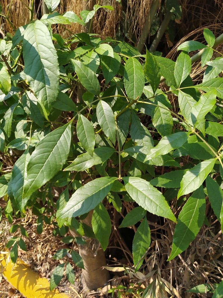 Shamel Ash from Parque Tezozómoc on April 30, 2021 at 11:05 AM by ...
