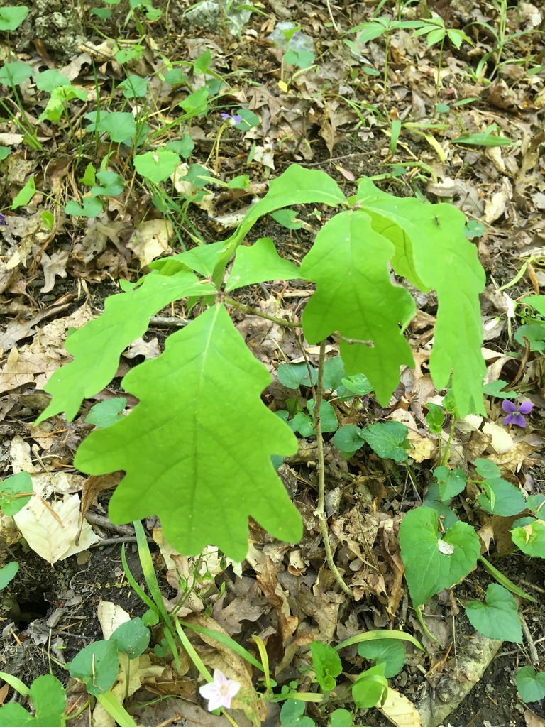 white oak from Clarksburg, MD, US on April 30, 2021 at 02:53 PM by ...