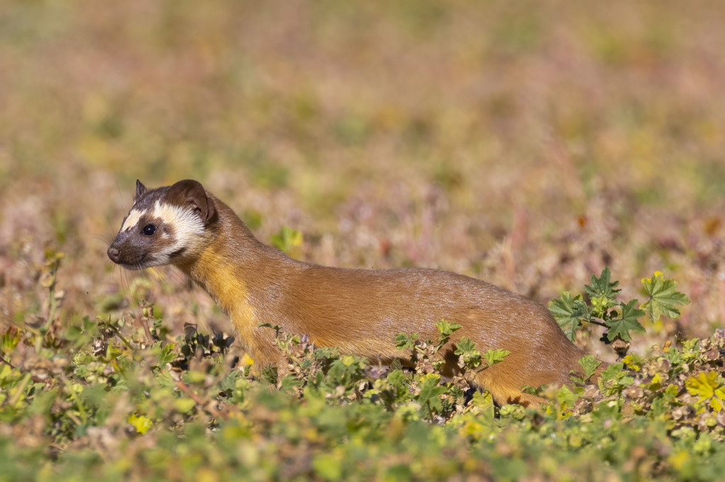 Long-tailed Weasel from Chino, CA, USA on April 30, 2021 at 08:33 AM by ...