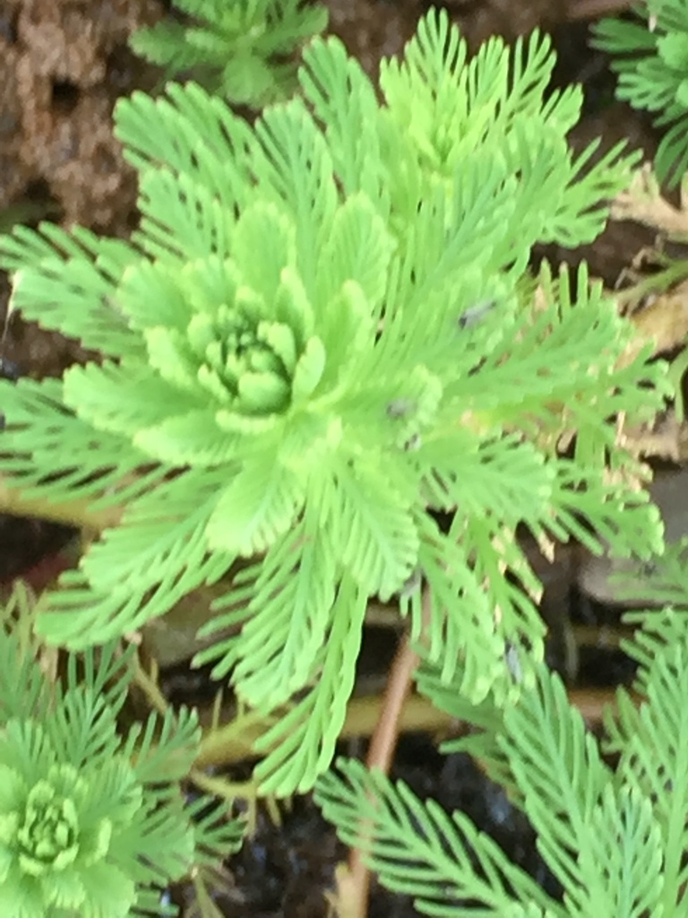 Parrot's Feather (Noxious Weeds of Colorado) · iNaturalist