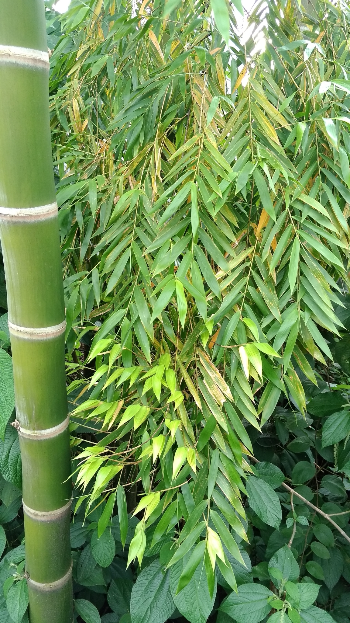 Guadua angustifolia Kunth