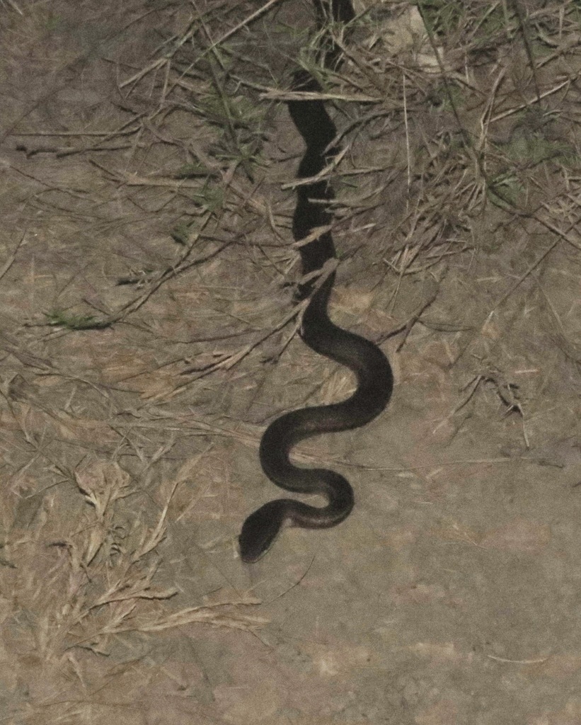 Boddaert's Tropical Racer from Georgetown, Guyana on January 07, 2015 ...