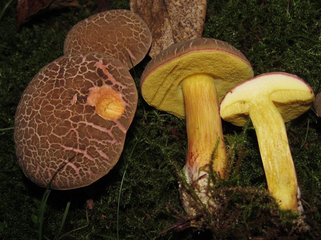 Red-cracking Bolete (Kew Gardens) · iNaturalist
