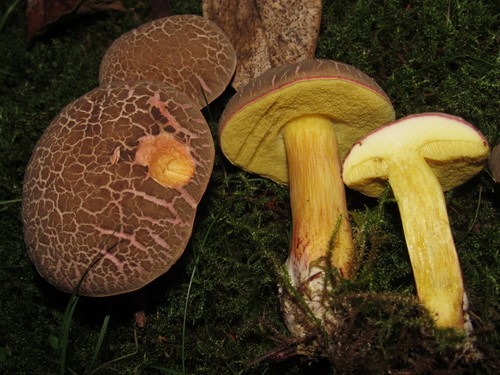 Red-cracking Bolete (Kew Gardens) · iNaturalist