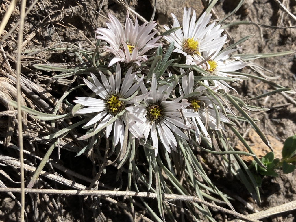 Easter daisy from Boulder, CO, US on April 30, 2021 at 03:01 PM by ...