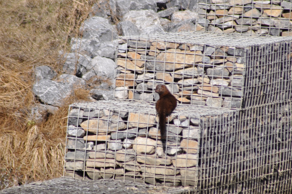 American Mink from 12b, Calgary, AB, CA on April 17, 2021 at 10:27 AM ...