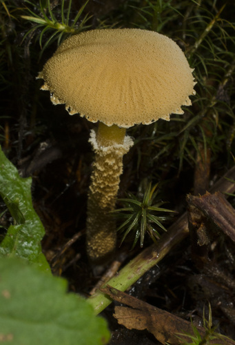 Cystoderma amianthinum (Guía general de Macrohongos de Costa Rica ...