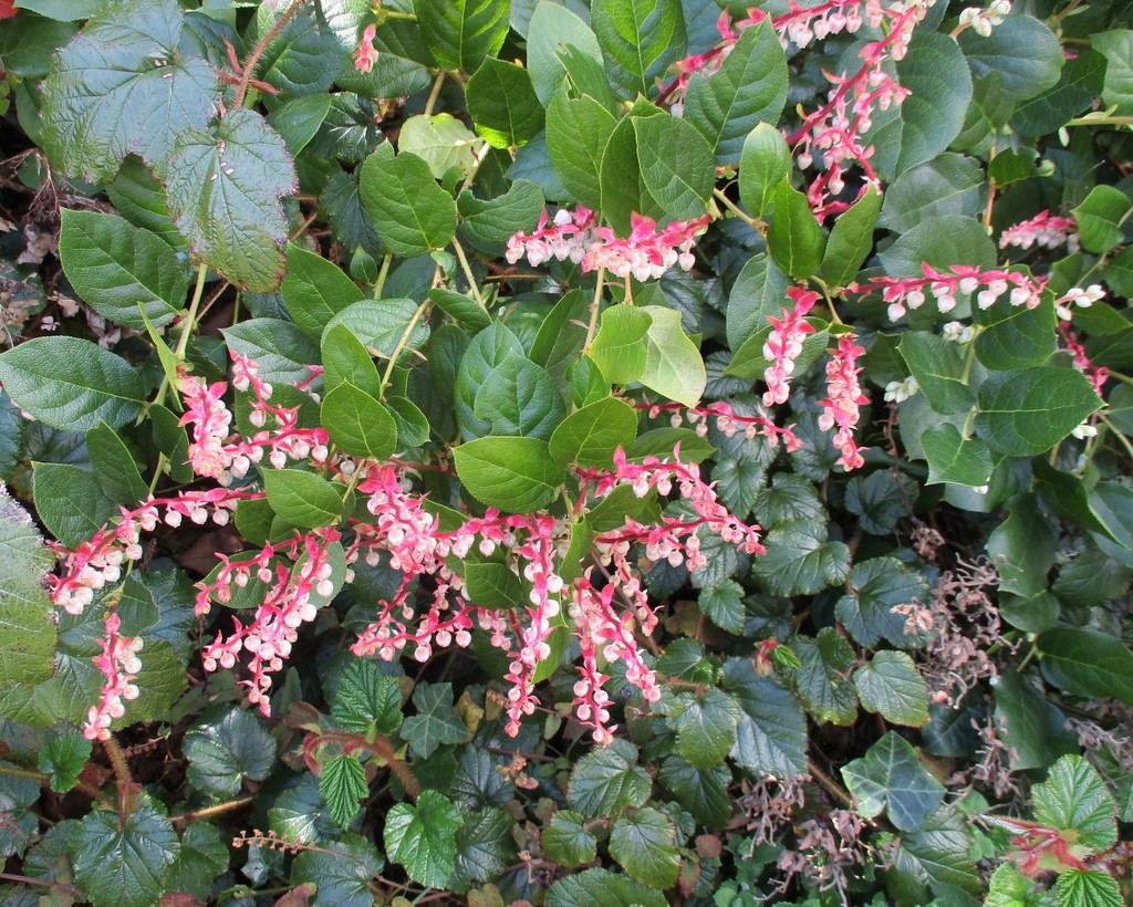 salal from Broadview, Seattle, WA, USA on April 30, 2021 at 02:57 PM by ...