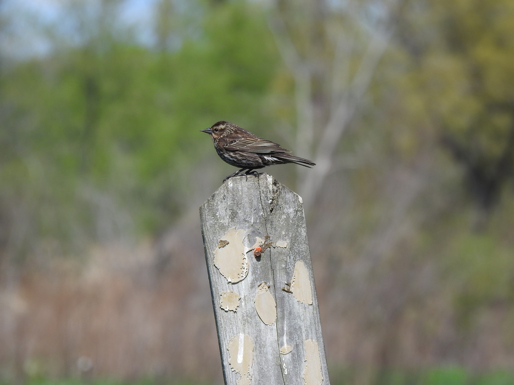 Red-winged Blackbird from Ottawa, Ohio, United States on April 30, 2021 ...