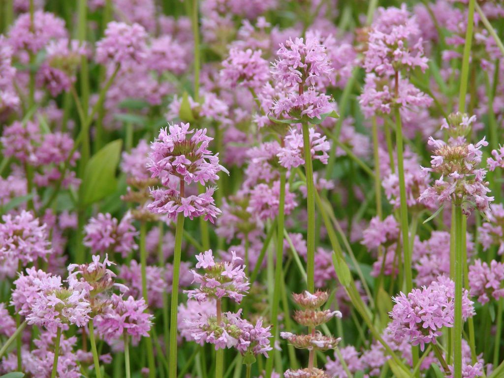 Plectritis (Valerianaceae (Valerian) of the Pacific Northwest ...