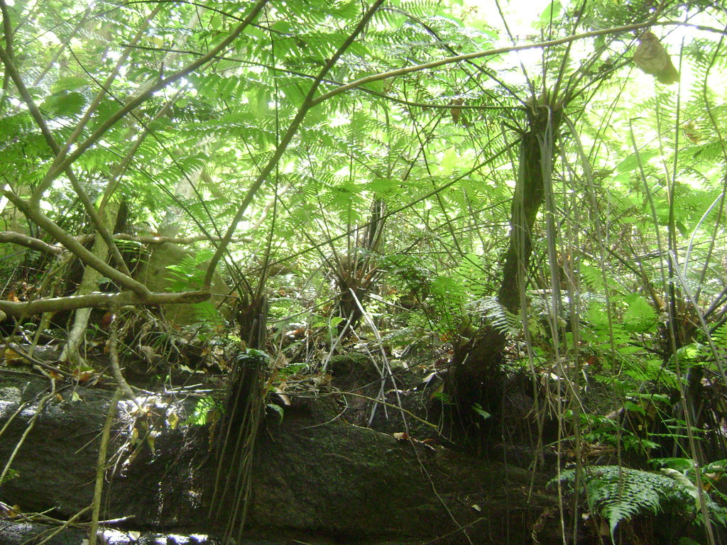 rough tree-fern from Korba, Chhattisgarh, India on July 15, 2015 at 12: ...