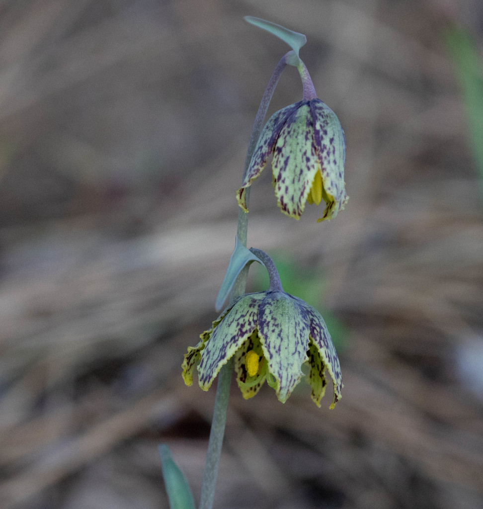 checker-lily-from-mount-diablo-state-park-contra-costa-california