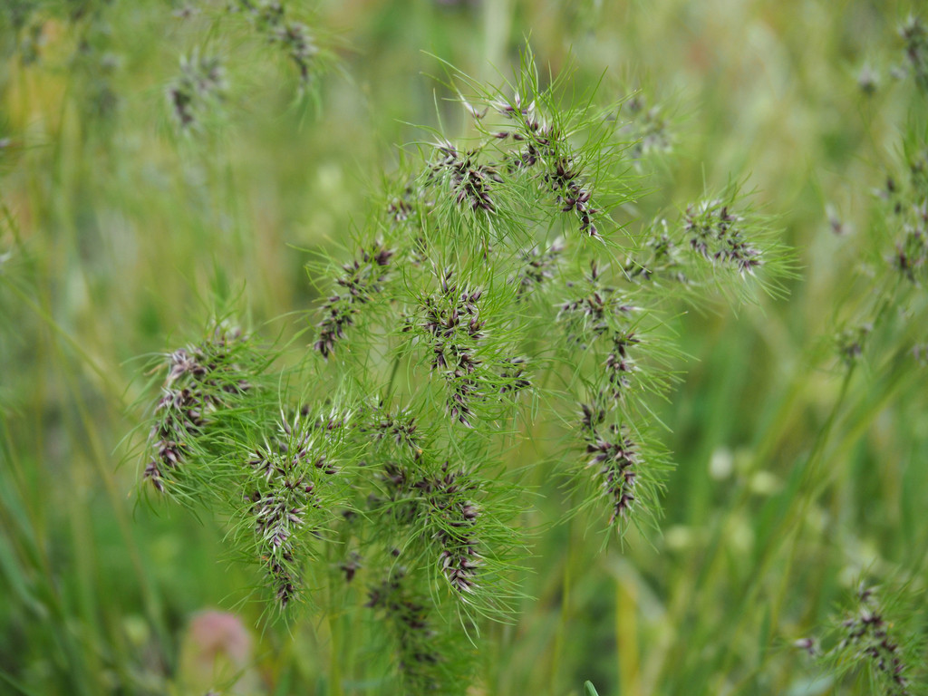 Bulbous Bluegrass from Montgomery, Maryland, United States on April 14 ...