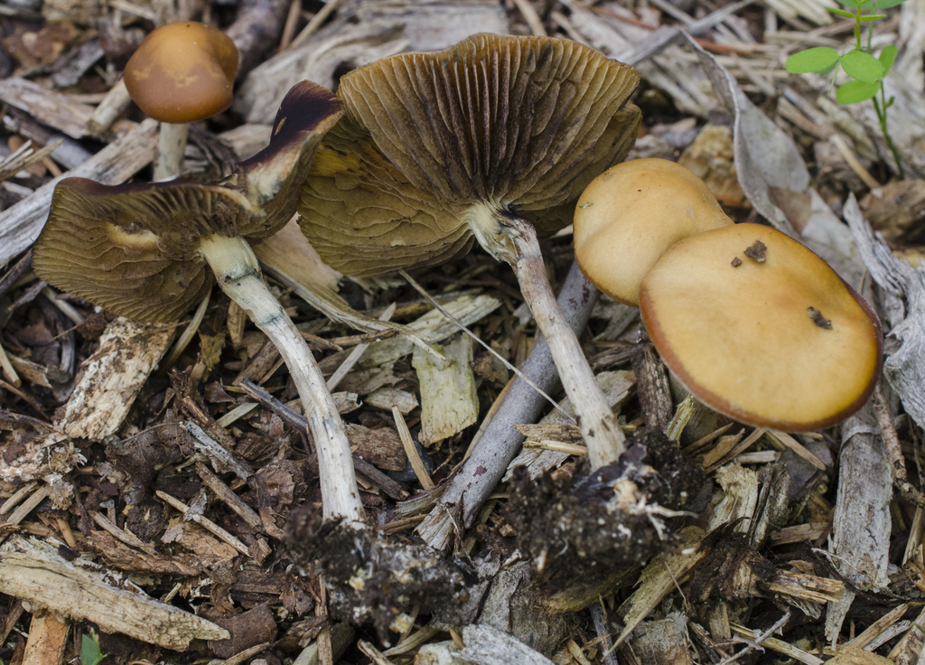 Wavy Cap in October 2015 by Tim Sage · iNaturalist