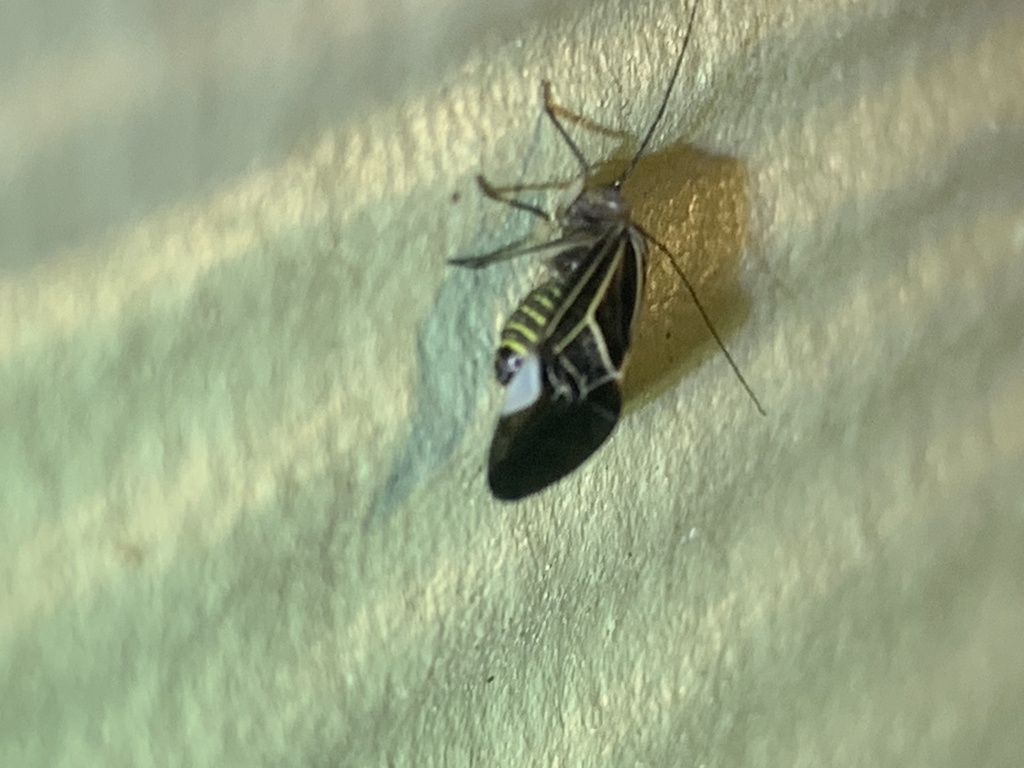 Tree Cattle from Old Coach Rd, Stagecoach, TX, US on April 30, 2021 at ...