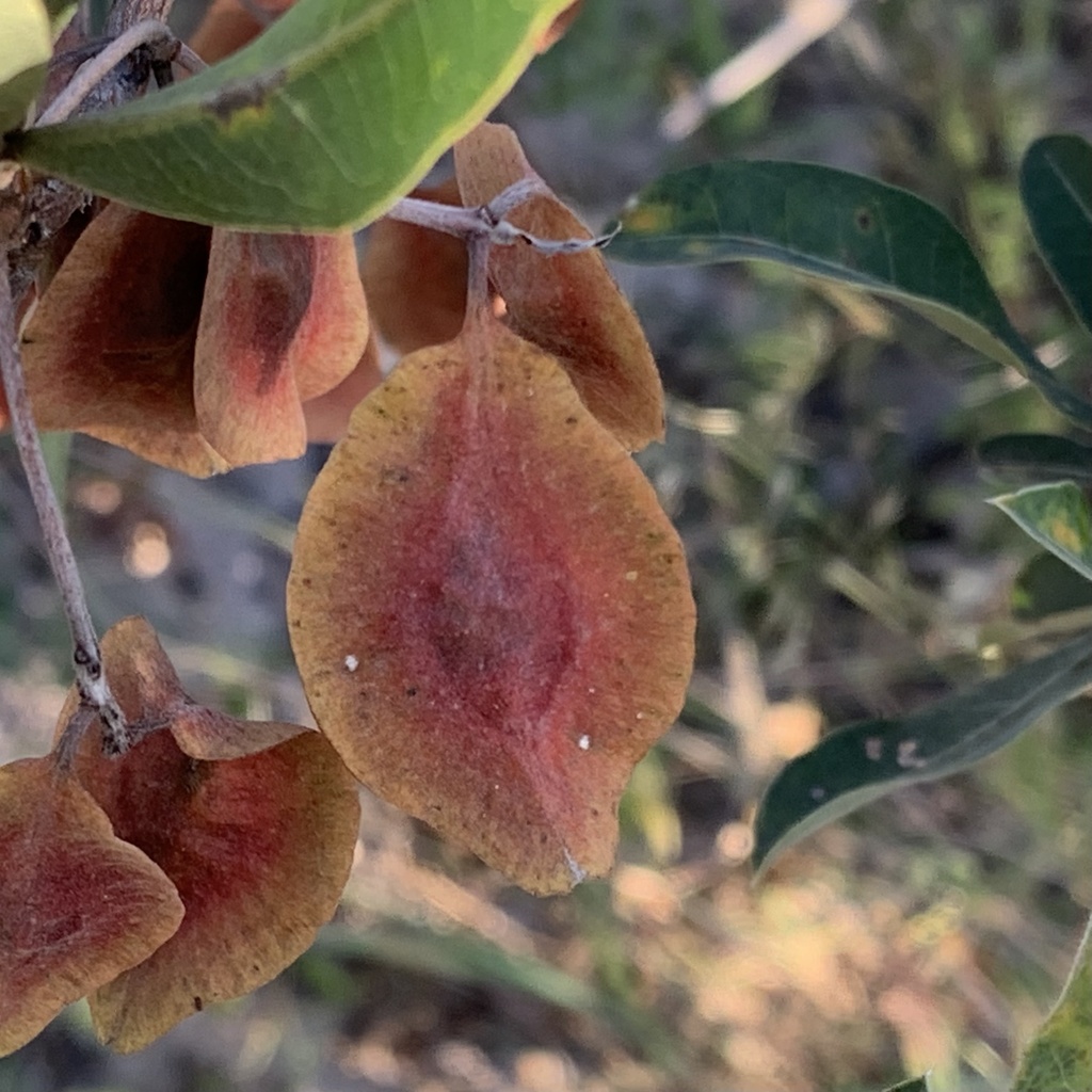 silver terminalia (Terminalia sericea) - Botanical Realm
