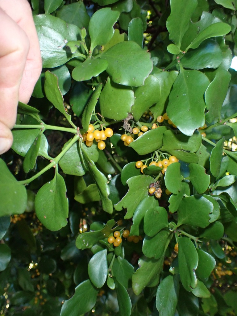 Green mistletoe in May 2021 by Otto Hyink · iNaturalist