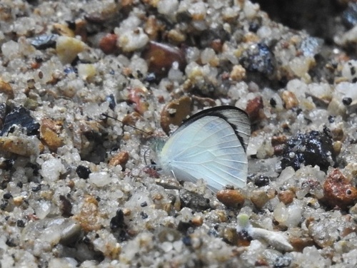 Subespecies Appias indra plana · iNaturalist Mexico
