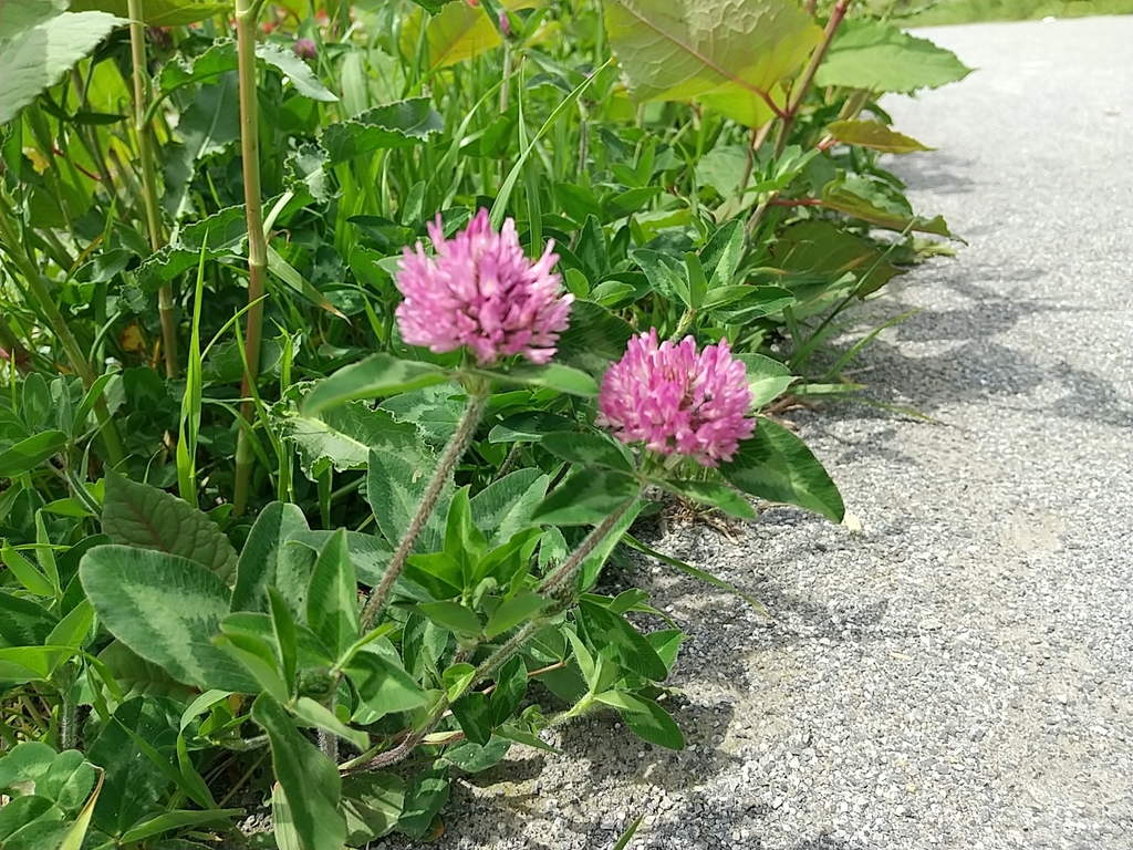 Red Clover from Hachiōji, JP-TK, JP on May 1, 2021 at 11:59 AM by ...