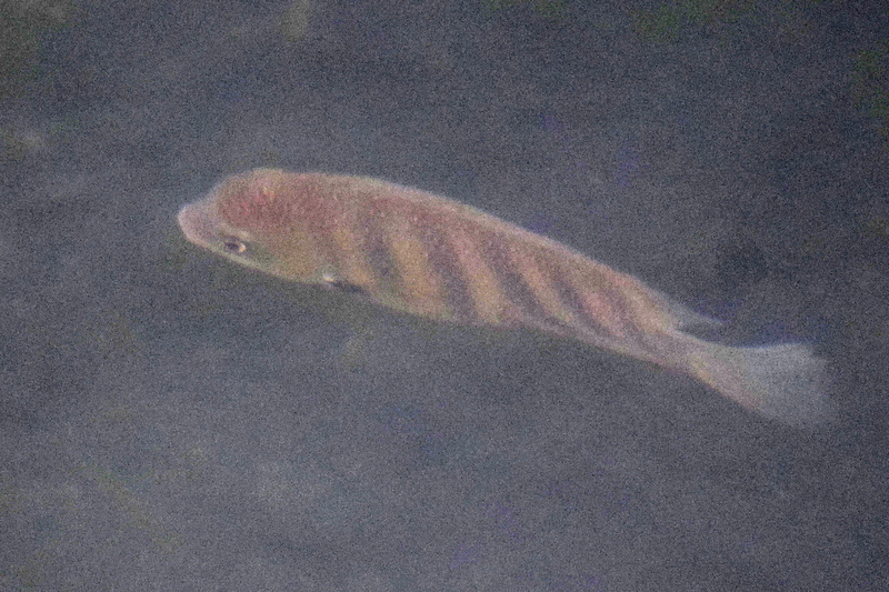 Green Chromide (Etroplus suratensis) - Marine Life Identification