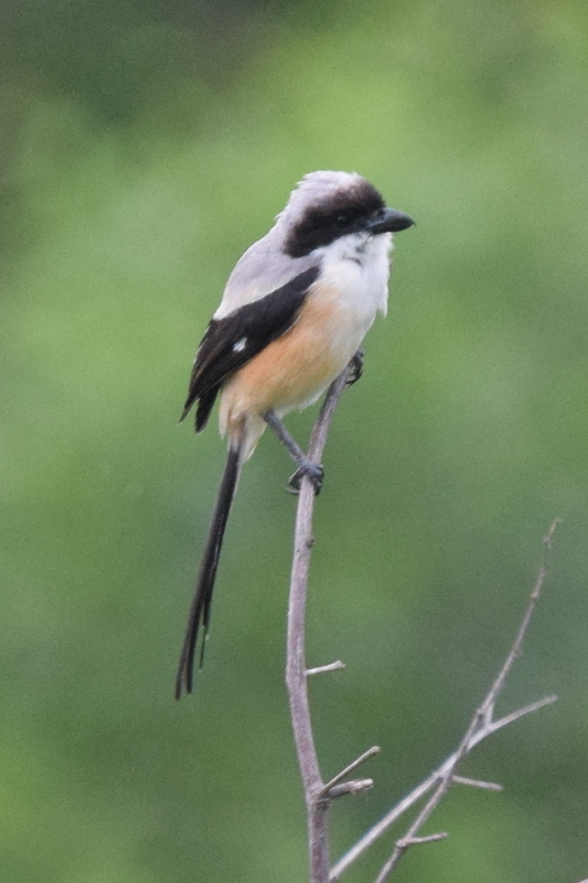 Long-tailed Shrike (Birds of Singapore) · iNaturalist