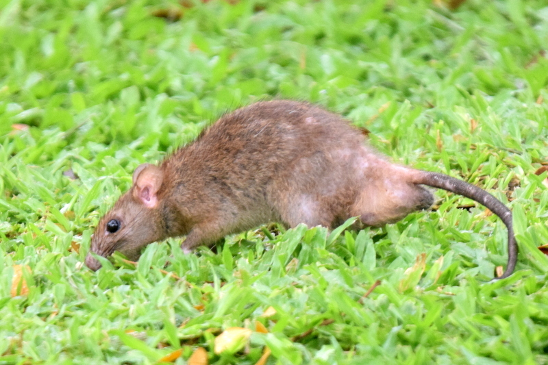 Rattus tanezumi (Temminck, 1845)