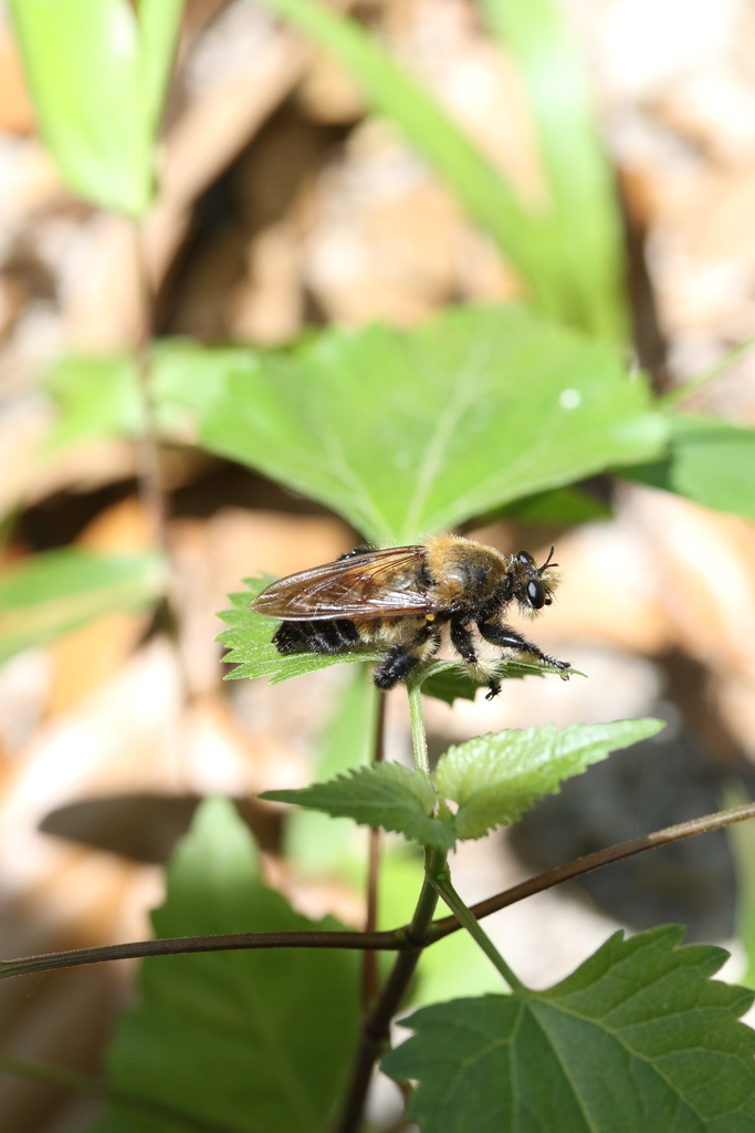 Bee-mimic Robber Flies from Alachua, Florida, United States on April 30 ...