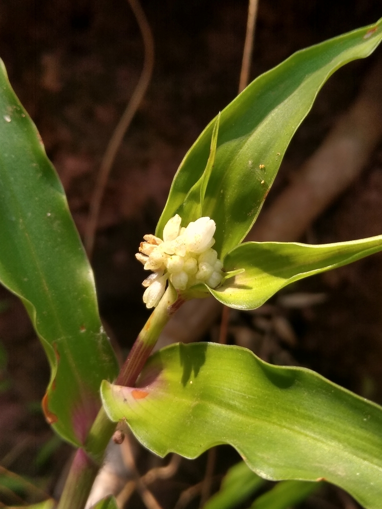 common roseling from Angel Albino Corzo, Chis., México on April 30 ...