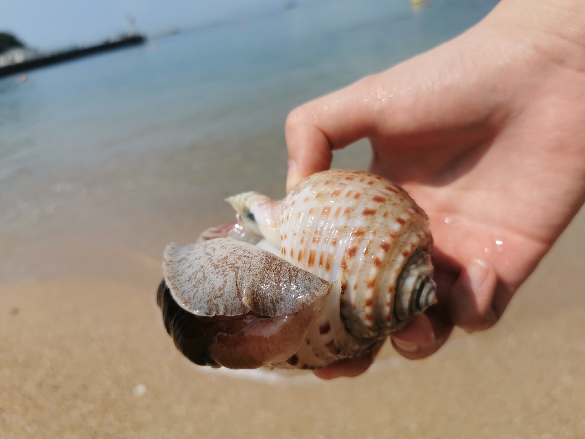 Tonna dolium (Linnaeus, 1758)