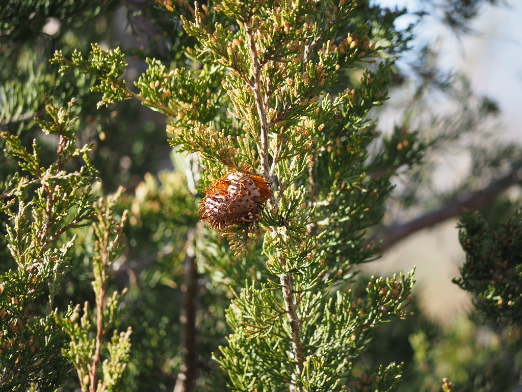 juniper-apple rust from Bayview Woods - Steeles, Toronto, ON, Canada on ...