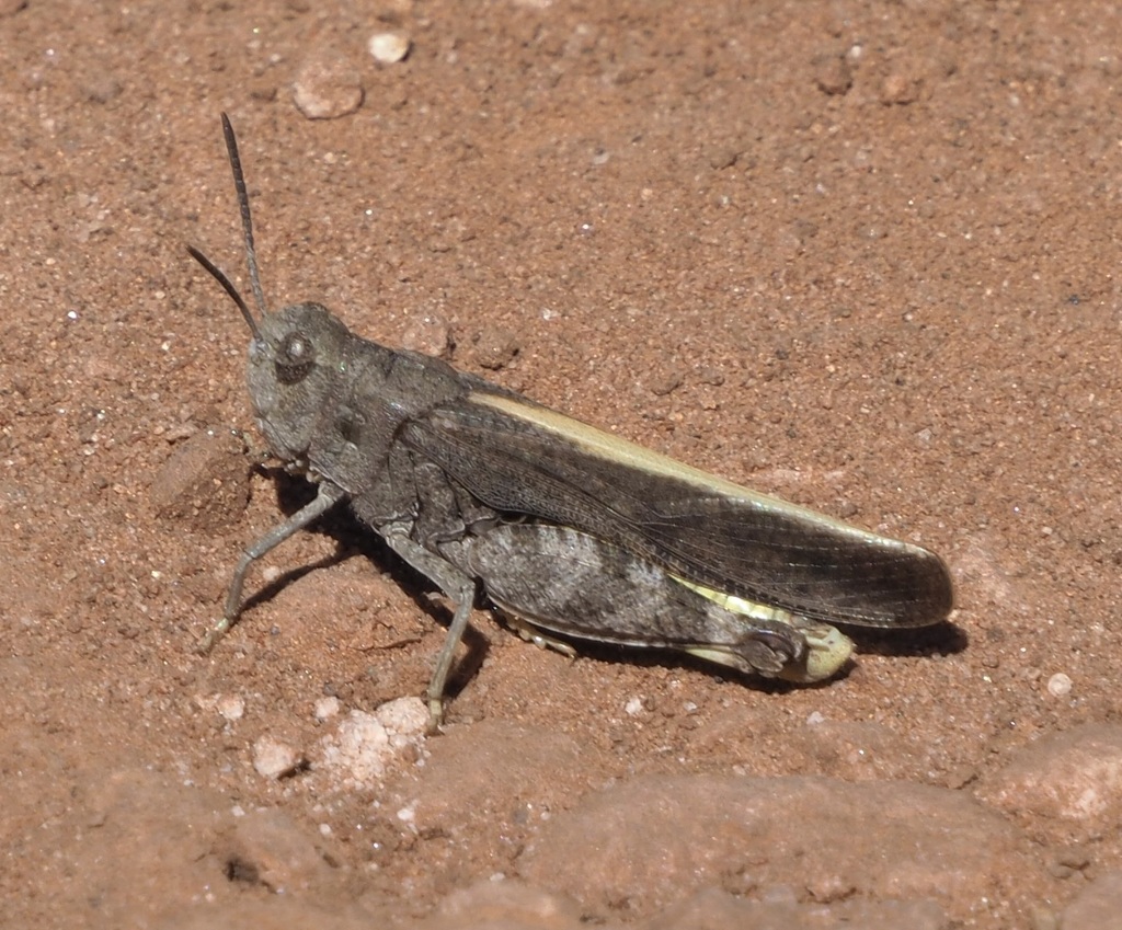 Speckle-winged Rangeland Grasshopper (Grasshoppers of Dillberry Lake ...
