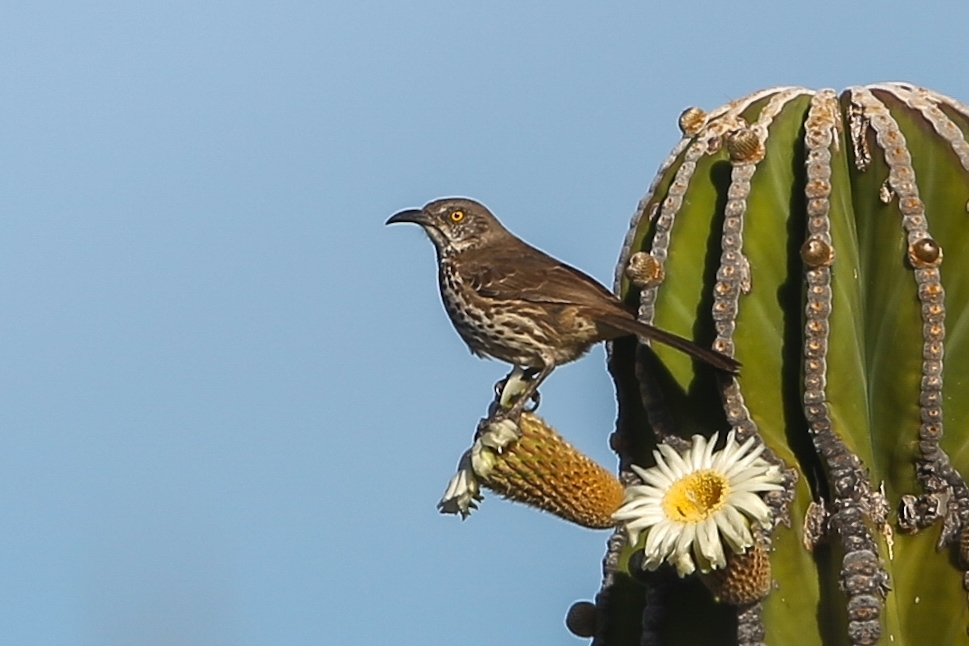 Gray Thrasher (Thrashers and Mockingbirds of the US) · iNaturalist