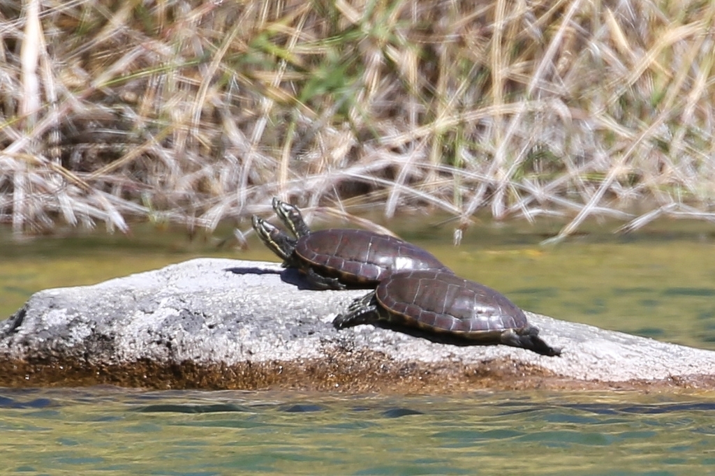 Jicotea bajacaliforniana (Herpetofauna del Municipio de Loreto ...