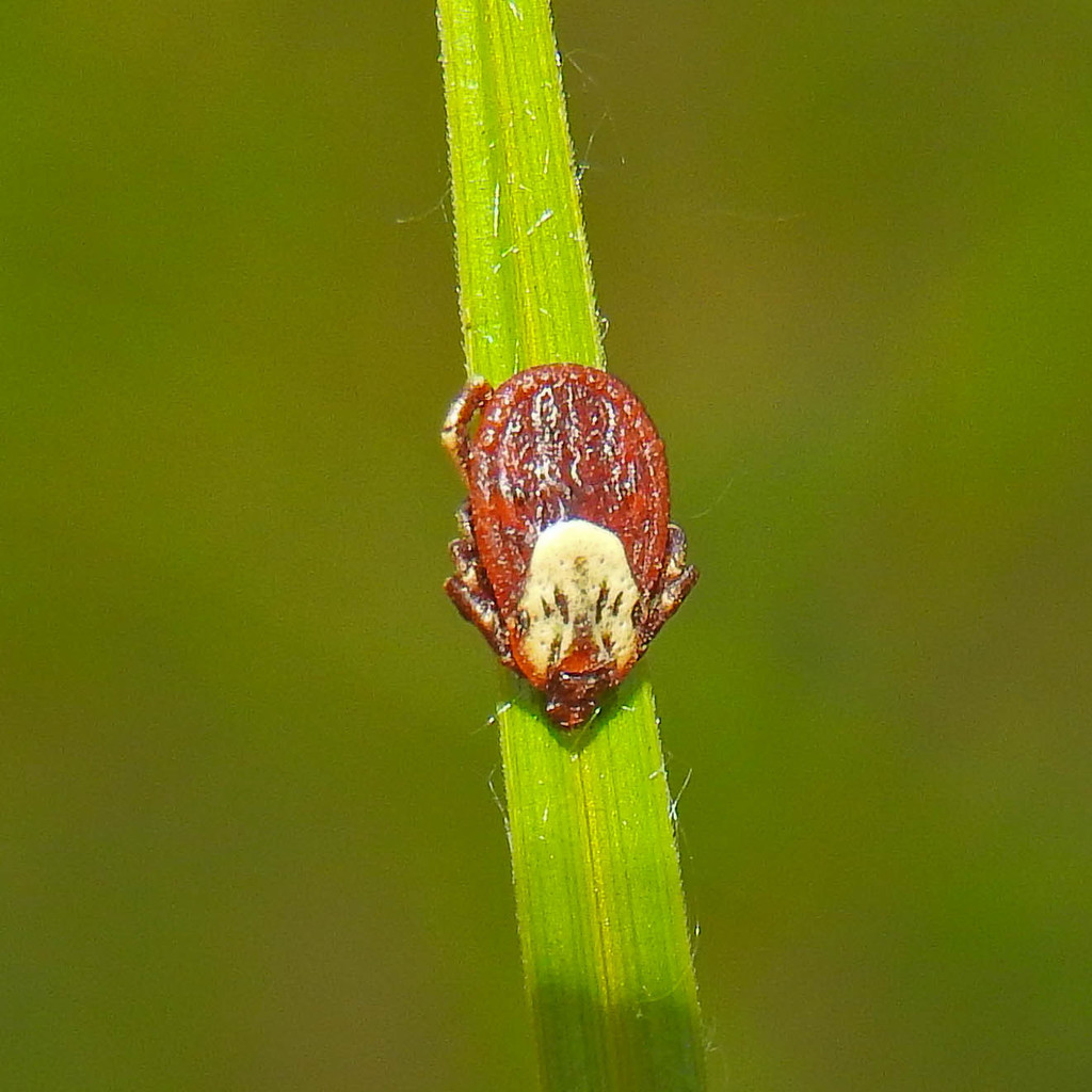 Rocky Mountain Wood Tick from Willow Creek Preserve, Eugene, OR, USA on ...