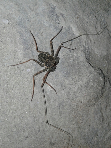 Phrynus gervaisii · iNaturalist