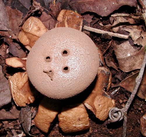 African Pepperpot (Fungi of southern Africa) · iNaturalist