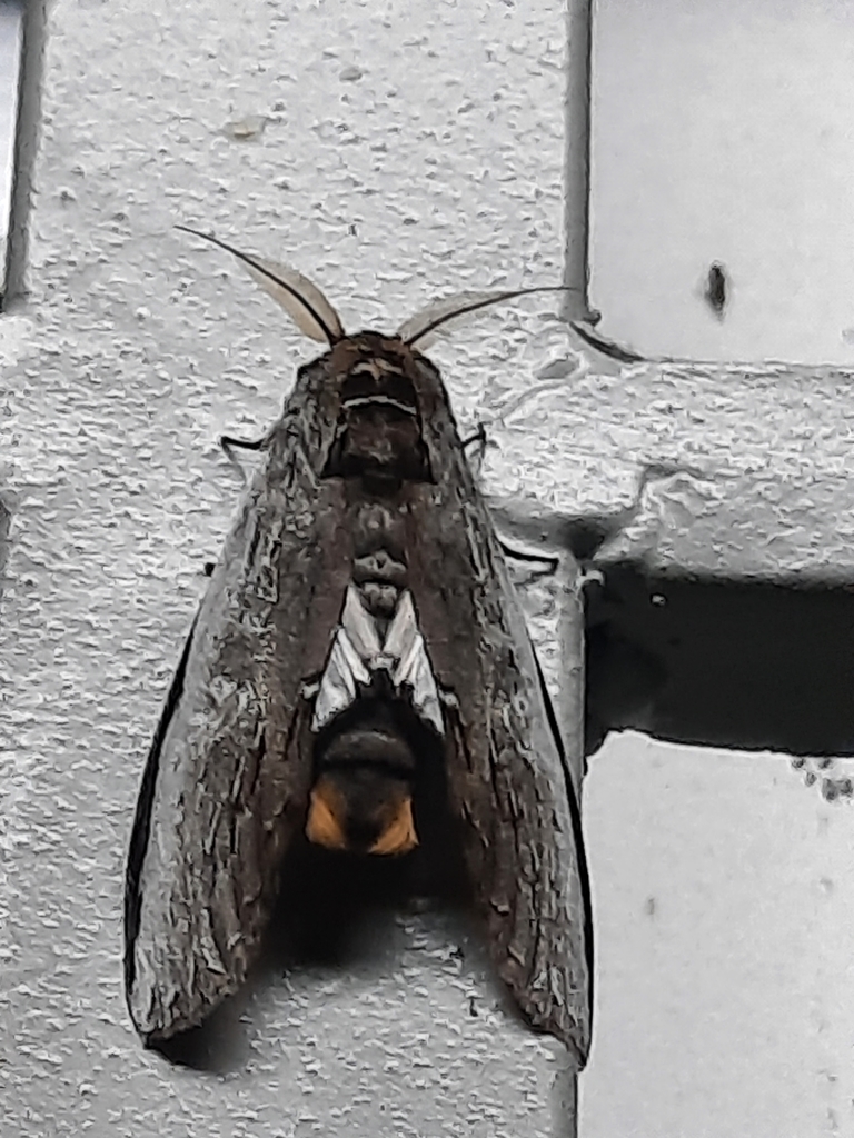 Butterflies and Moths from Motozintla, MX-CH, MX on April 29, 2021 at ...