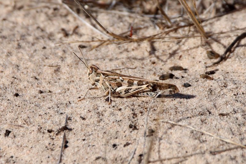 Australian Plague Locust from Adelaide SA, Australia on May 1, 2021 at ...