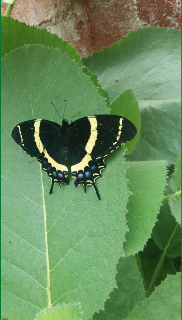 Magnificent Swallowtail from Zitácuaro on April 30, 2021 at 12:40 PM by ...