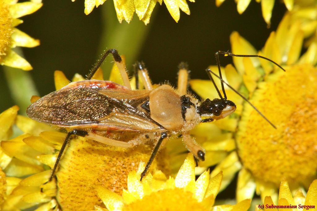 Flower Assassin Bugs from Mt. Kenya Forest, Kenya on December 25, 2020 ...