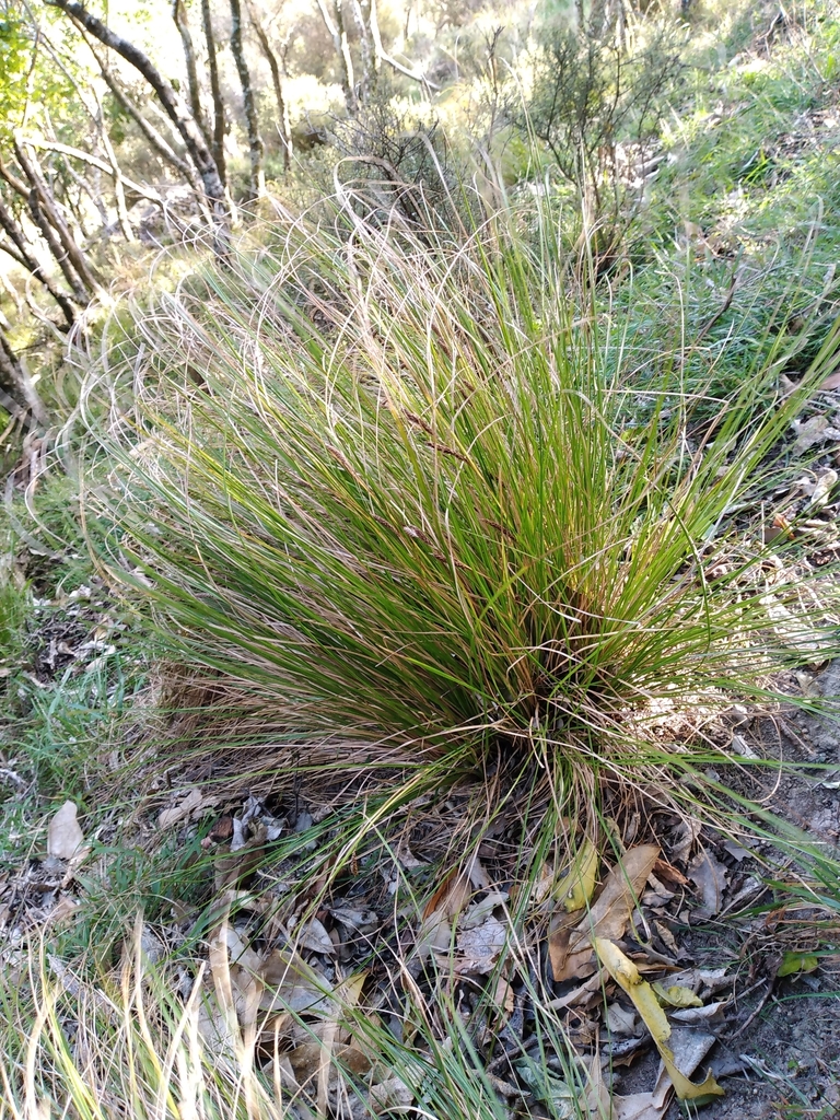 Orange New Zealand Sedge from Wellington, NZ-WG, NZ on May 1, 2021 at ...