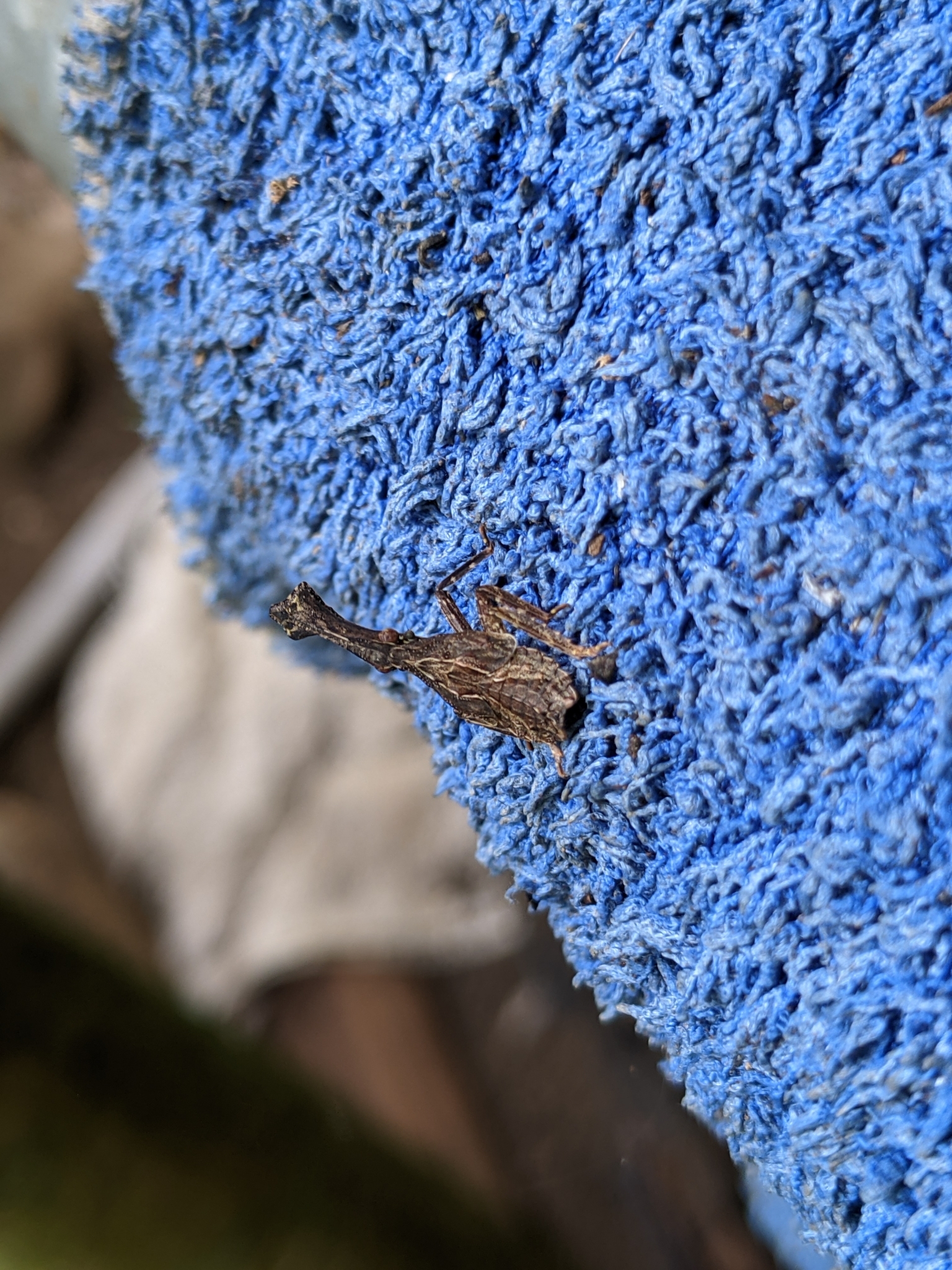 Pyrops watanabei (Matsumura, 1913)