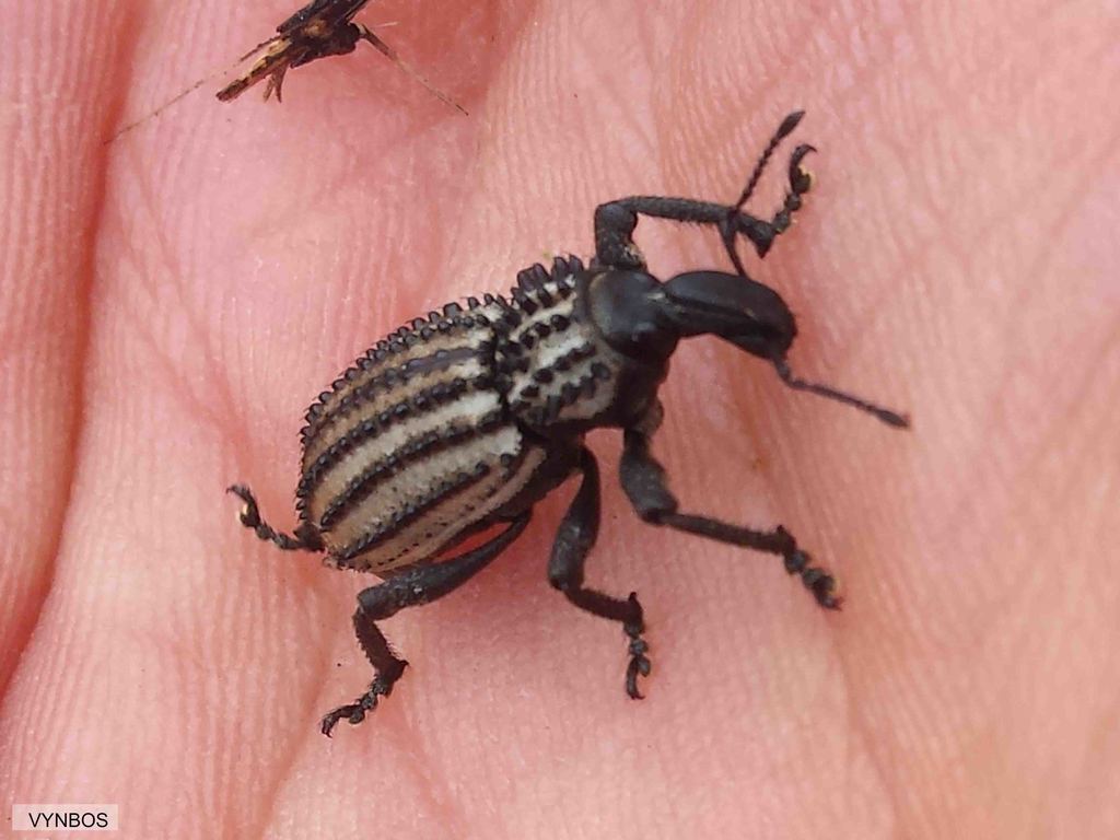 Bronchus thoracicus from Somersetsneeukop Hottentots Holland on October ...