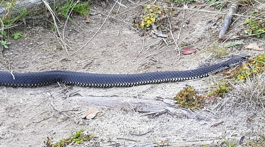 Highlands Copperhead from badja nsw on May 01, 2021 by Paula Boer ...