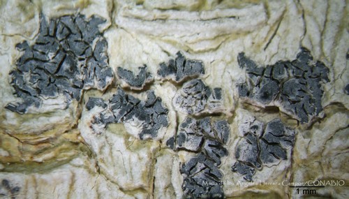 Sarcographa medusulina · iNaturalist