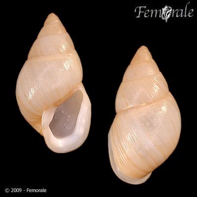 Subspecies Partula dentifera citrina · iNaturalist