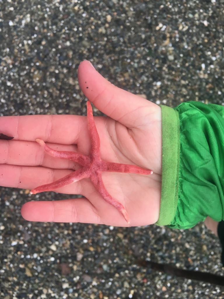 Northern Blood Star from SW Cross Landings Rd, Vashon, WA, US on ...