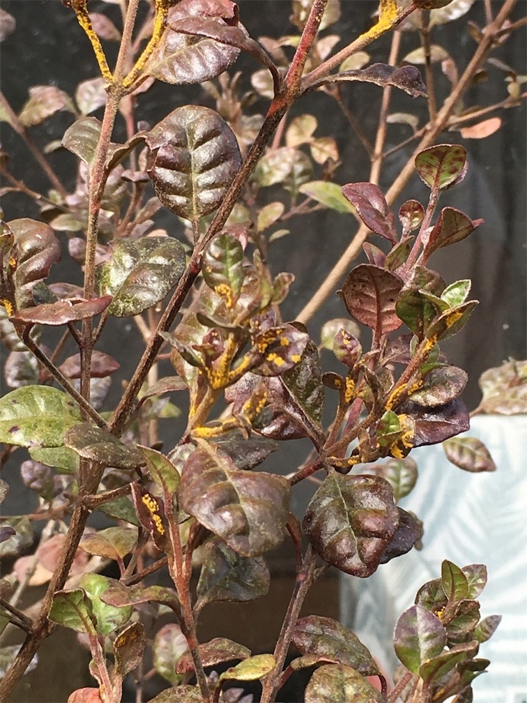 Myrtle Rust (Fungi of southern Africa) · iNaturalist