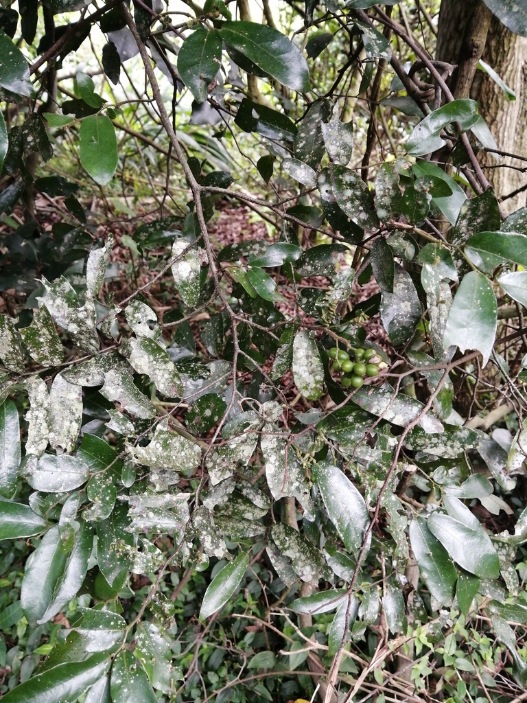 Dwaba-berry from Paradise Valley, Pinetown, 3610, South Africa on May 1 ...